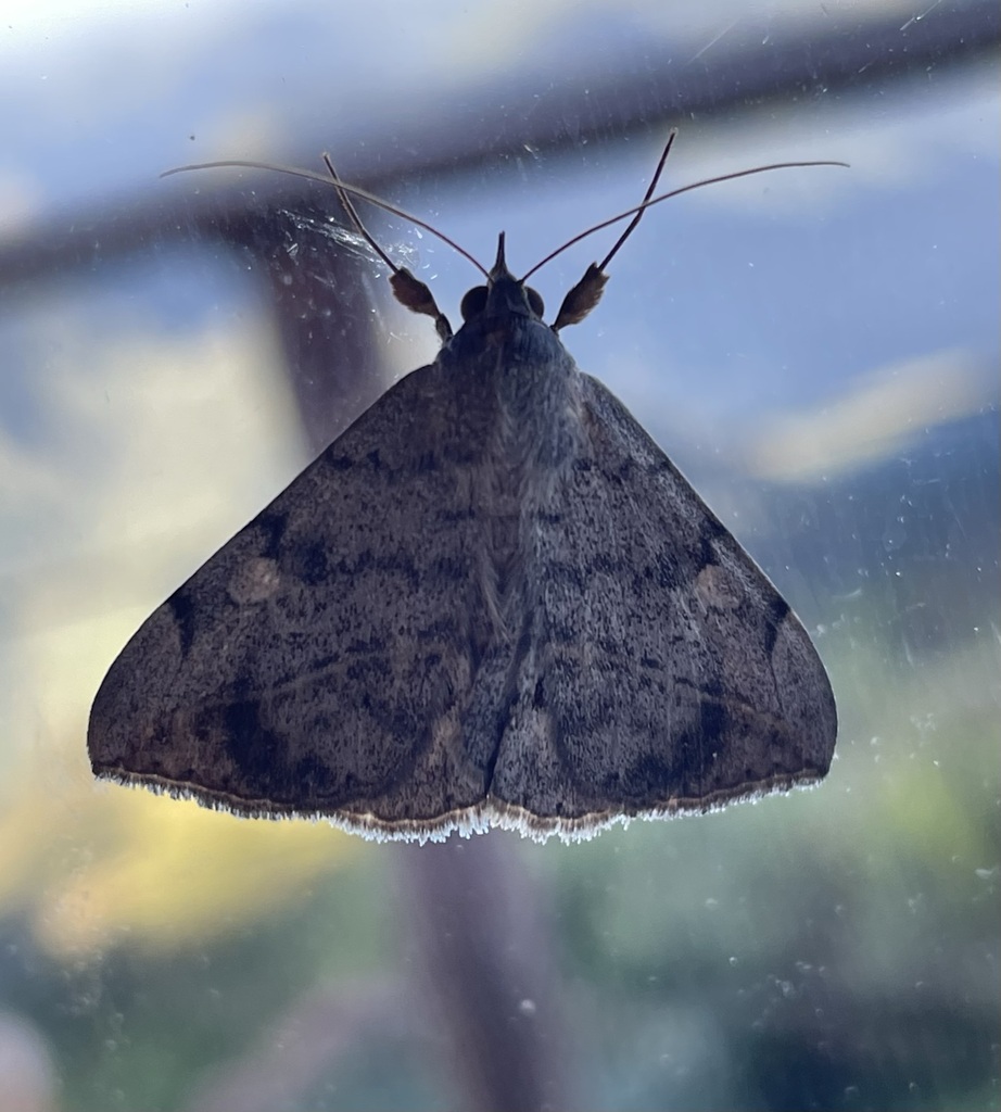 Velvetbean Caterpillar Moth from Santa Marta, Magdalena, Colombia on ...