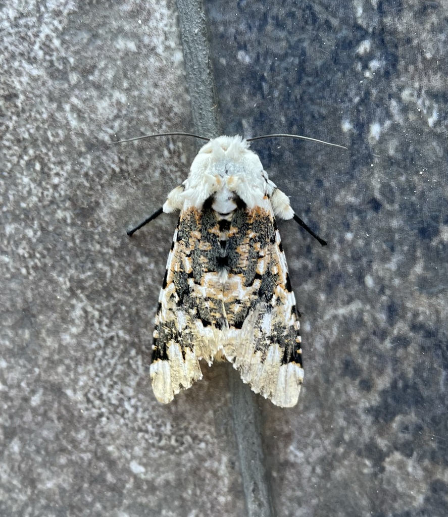 Bathyra sagata from Santa Marta, Magdalena, Colombia on July 19, 2023 ...