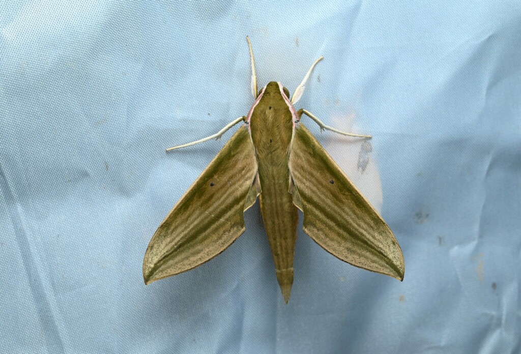 Cechetra minor from 中国浙江省杭州市西湖区 on August 21, 2023 at 09:46 PM by 江国彬 ...