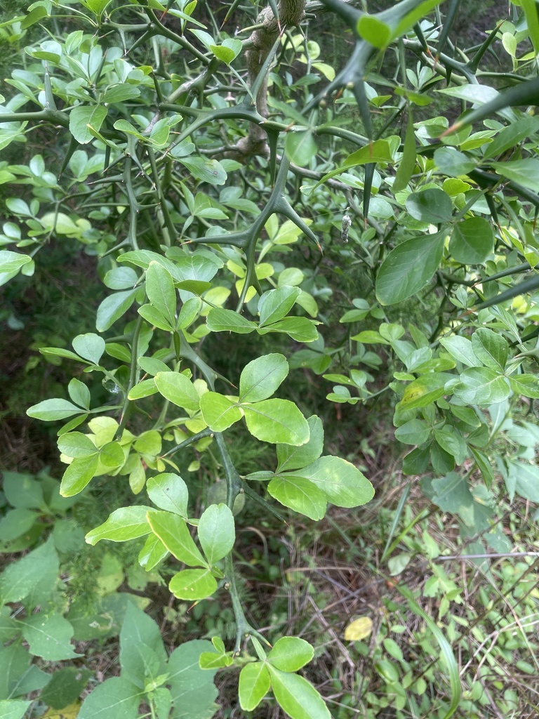 trifoliate orange from Frederick St, Port Royal, VA, US on August 21 ...