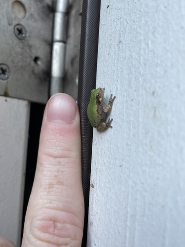 Observations by dannisphantom · iNaturalist