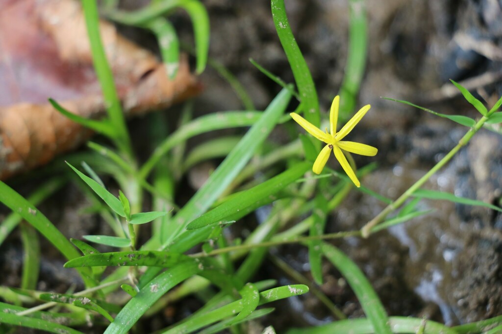 water star-grass from Potomac, MD, USA on August 27, 2023 at 02:11 PM by Lara Drizd · iNaturalist