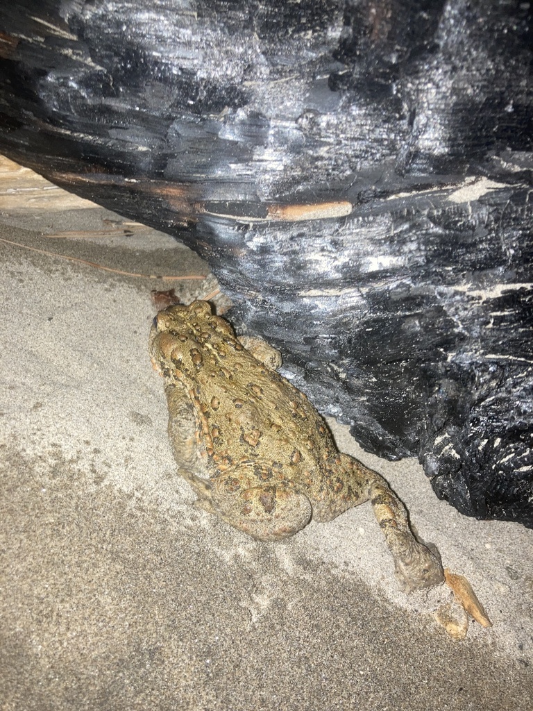 Western Toad from Dixie, ID, US on August 20, 2023 at 08:05 PM by ...