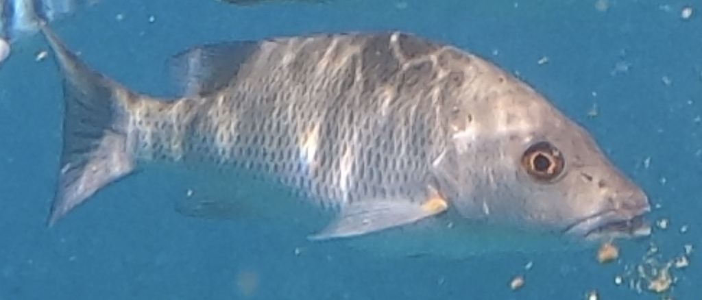 Grey Snapper from North Atlantic Ocean on August 20, 2023 at 01:36 PM ...