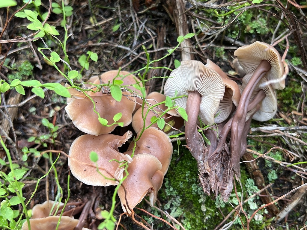 Cluster Cap in August 2023 by Joe Matanzas · iNaturalist