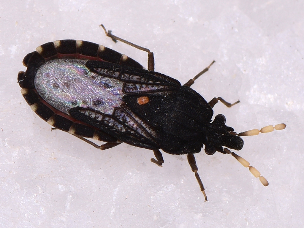 Aradus flavicornis from Psili Ammos, Serifos, Grecia on August 24, 2023 ...