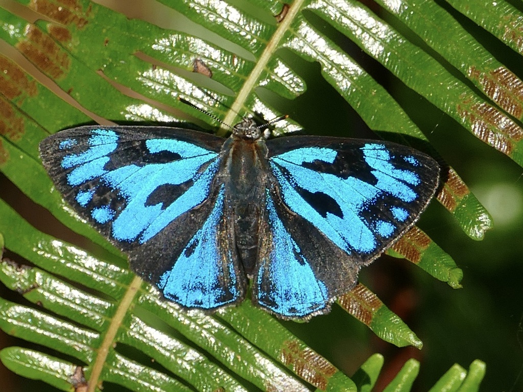 Blue Gem from Batang Regency, Central Java, Indonesia on August 28 ...