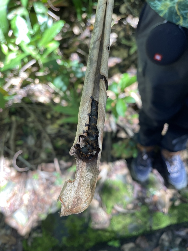 Butterflies and Moths from Santa Marta, Magdalena, Colombia on July 19 ...