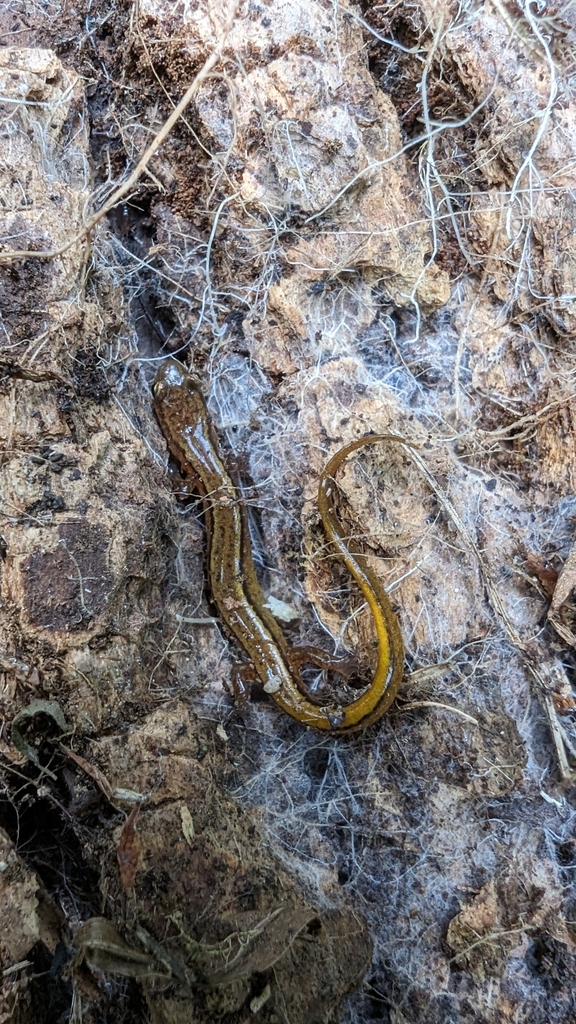 Blue Ridge Two-lined Salamander from 399 Thunder Mountain Rd, Blowing ...
