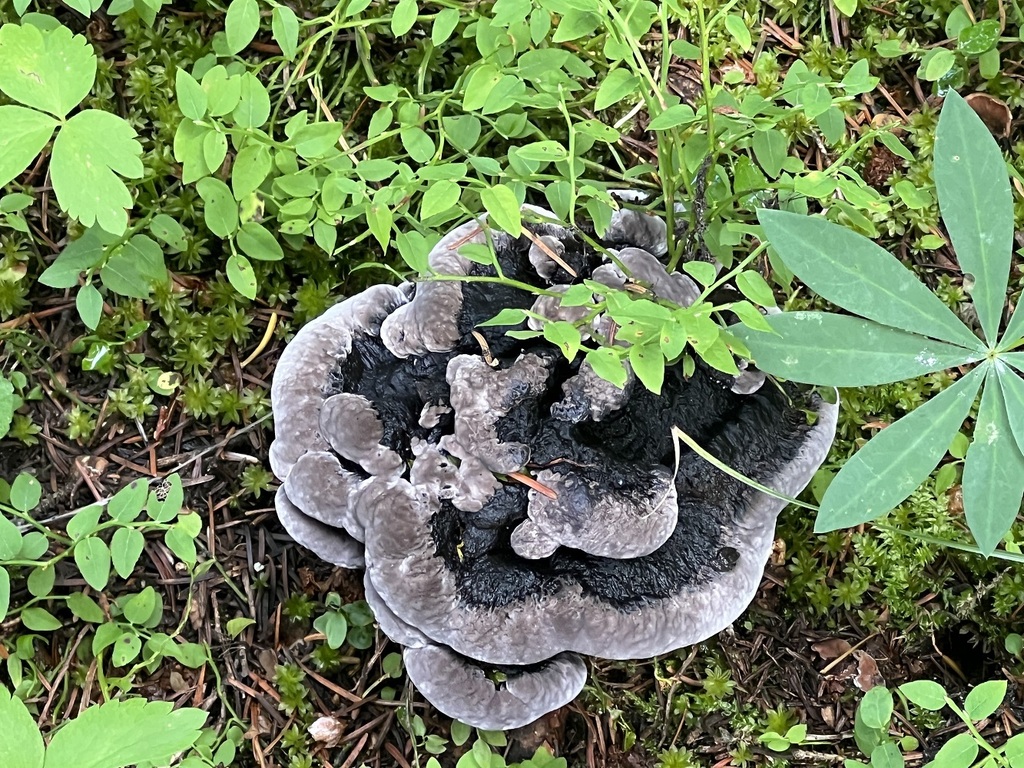 Hydnellum regium in August 2023 by Joe Matanzas · iNaturalist