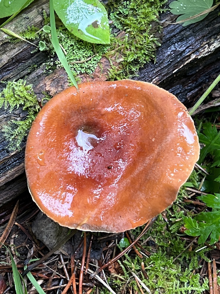 Bay Polypore in August 2023 by Joe Matanzas · iNaturalist