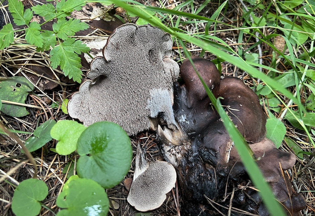 Hydnellum in August 2023 by Joe Matanzas. The body is lobed with cap ...