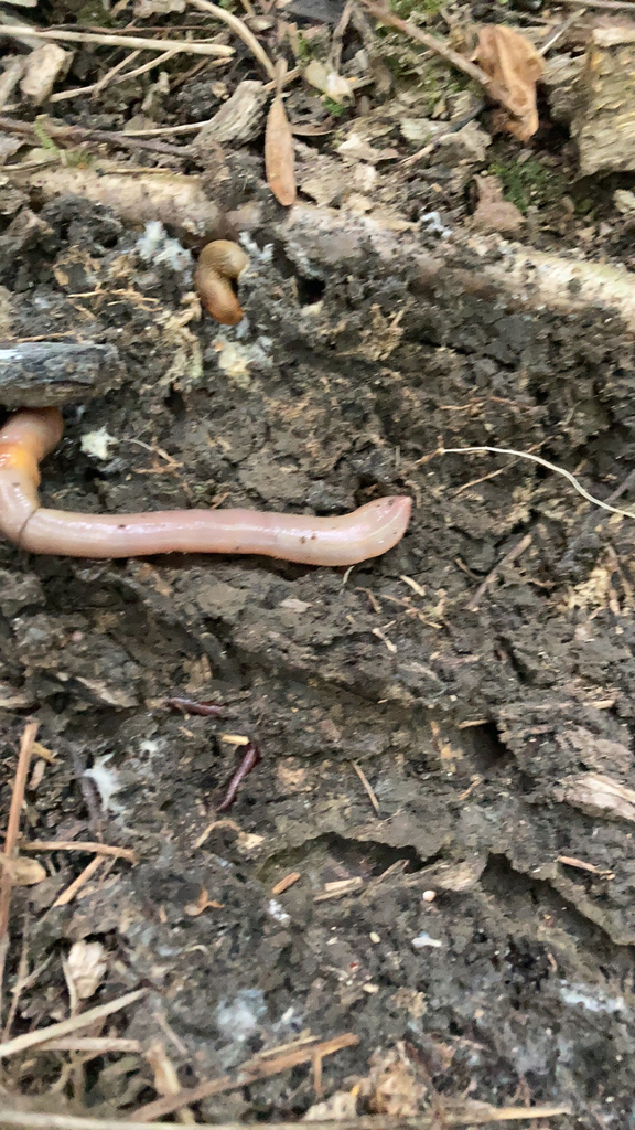 Common Earthworm from North Lincolnshire, England, GB on August 28 ...