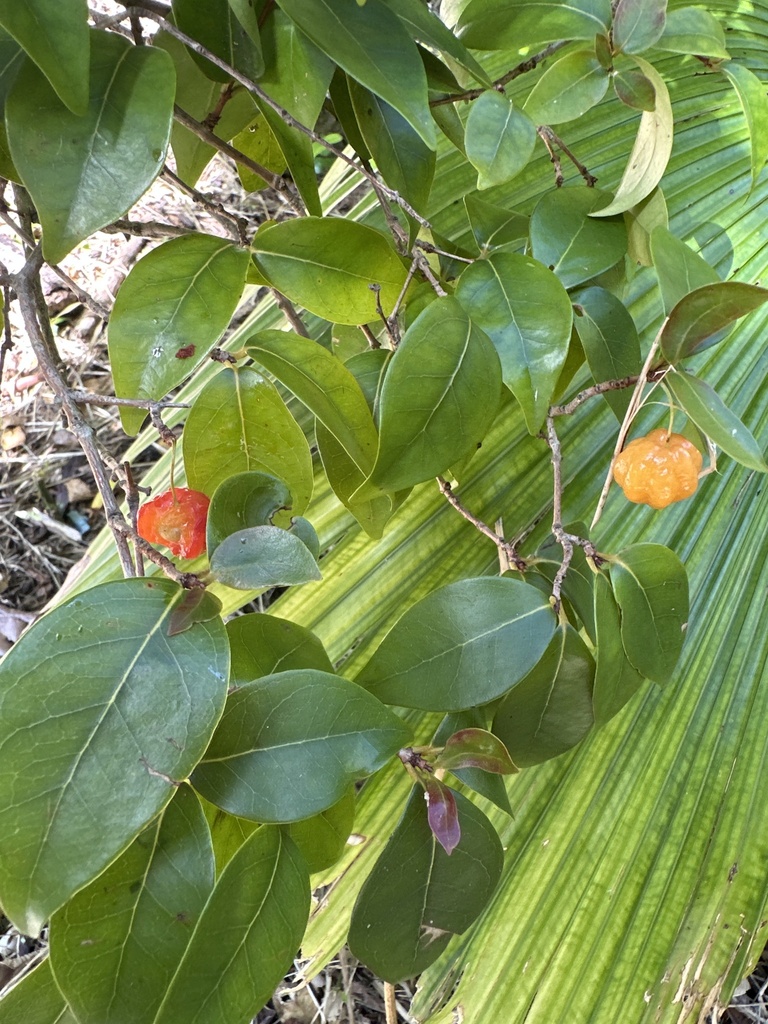 Surinam Cherry from Gilbert Nature Reserve, Bermuda, BM on August 28 ...