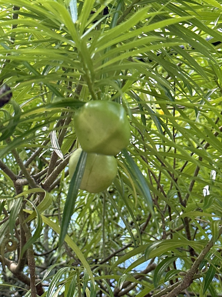 Be-still tree from Somerset Road, Bermuda, BM on August 28, 2023 at 11: ...