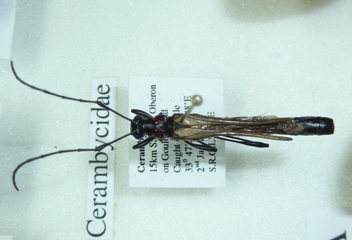 Macrones exilis · iNaturalist