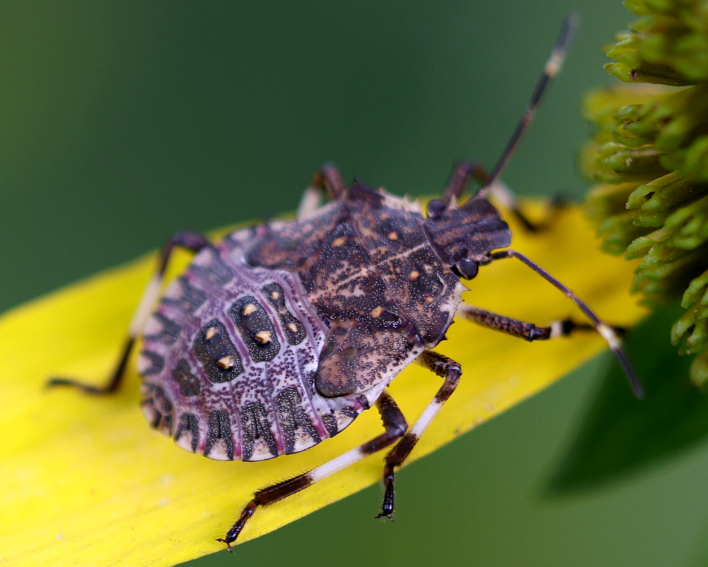 Brown Marmorated Stink Bug from Shepard Settlement, Onondaga County, NY ...