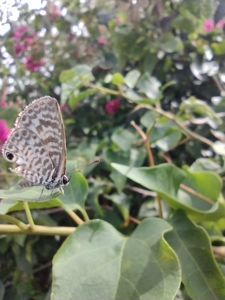 Cassius Blue in June 2023 by vladimirr99 · iNaturalist