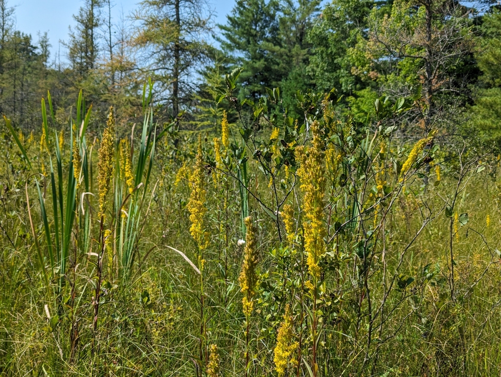 bog goldenrod in August 2023 by Will Van Hemessen · iNaturalist