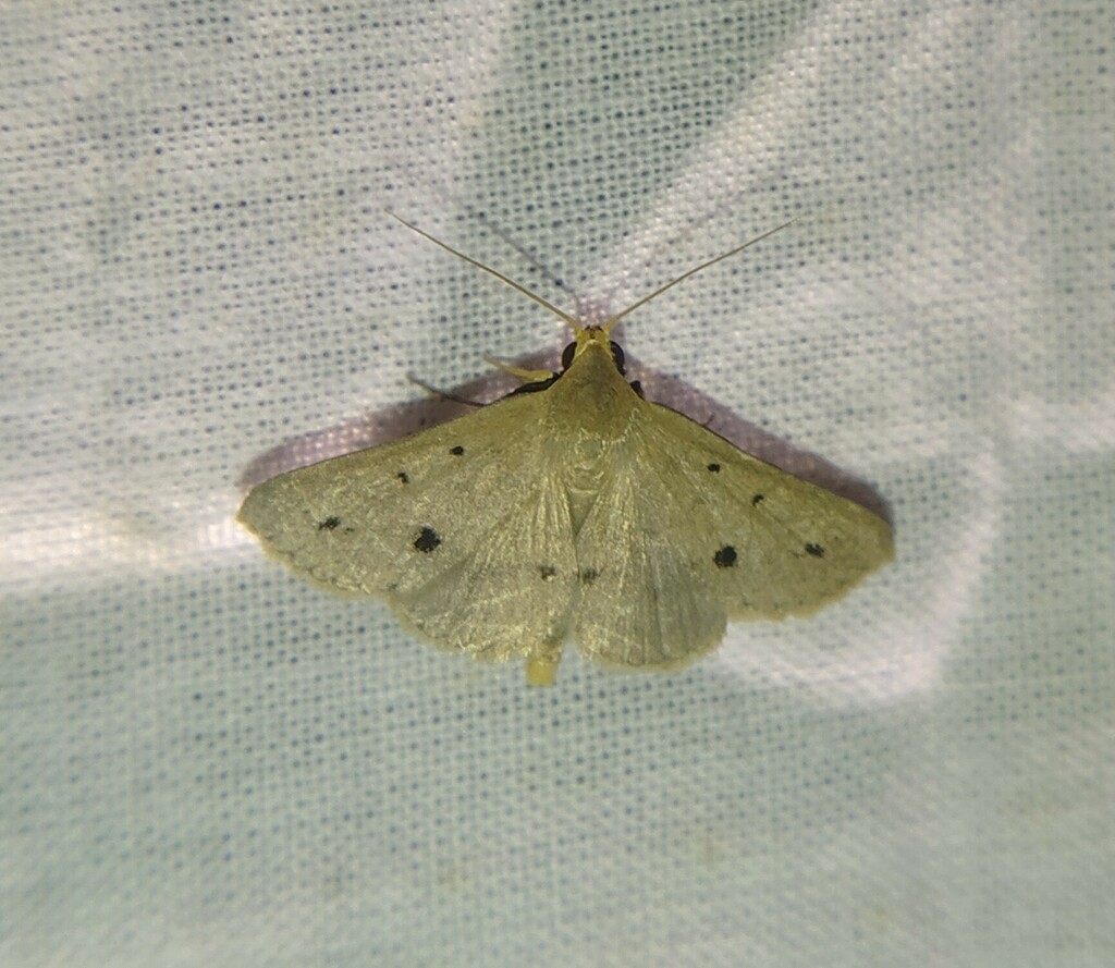 Butterflies and Moths from Bhandardara, Maharashtra 422604, India on ...