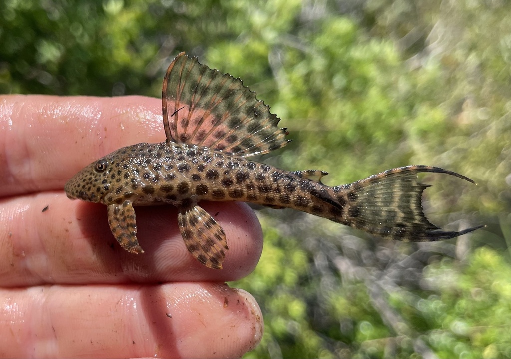 Typical Plecos from Fish Branch Island, Okeechobee, FL, US on August 28 ...