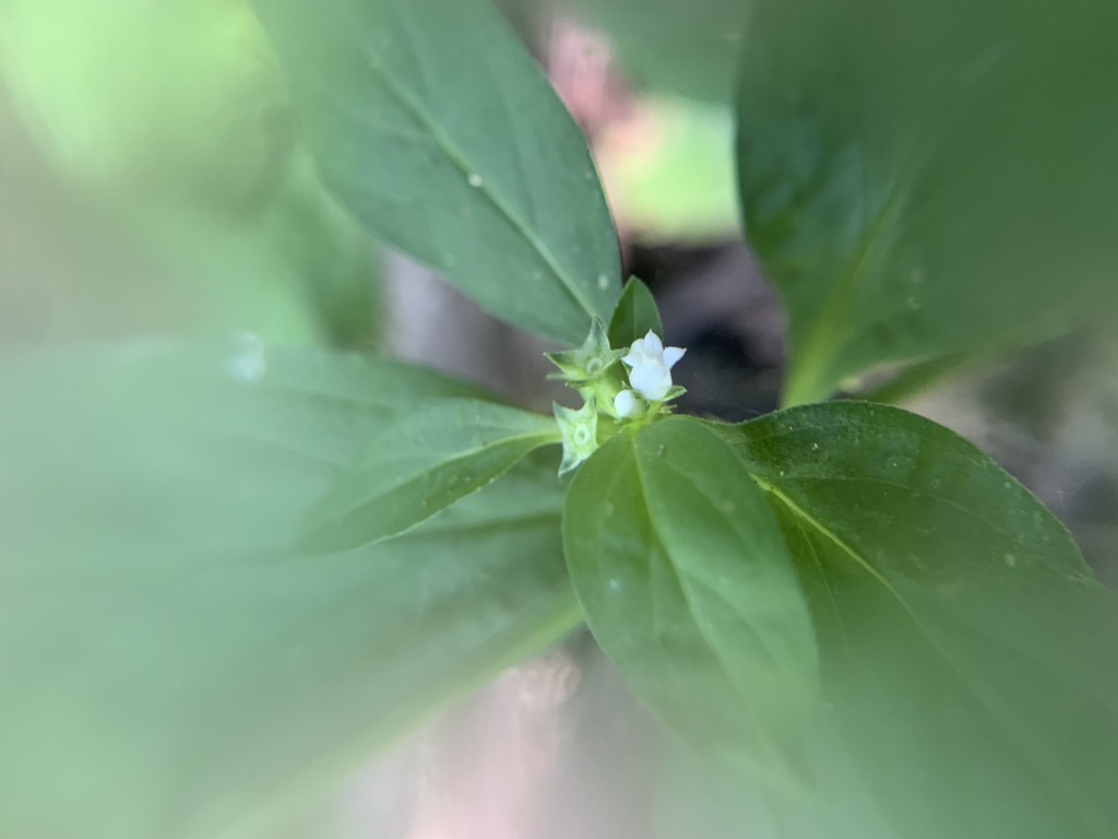 Smooth False Buttonweed from Desha County, AR, USA on August 26, 2023 ...