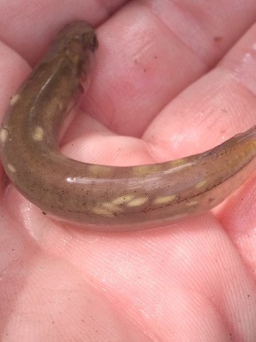 Telogaster opisthorchis · iNaturalist