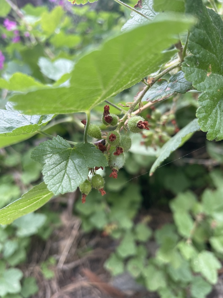 mountain pink currant from San Bernardino National Forest, Idyllwild ...