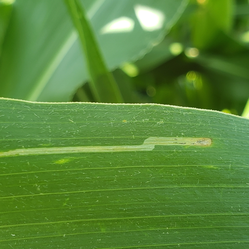 Leaf-miner Flies from Erie, PA 16503, USA on August 28, 2023 at 01:05 ...
