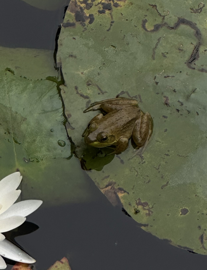 American Bullfrog from Trustom Pond National Wildlife Refuge, Wakefield ...