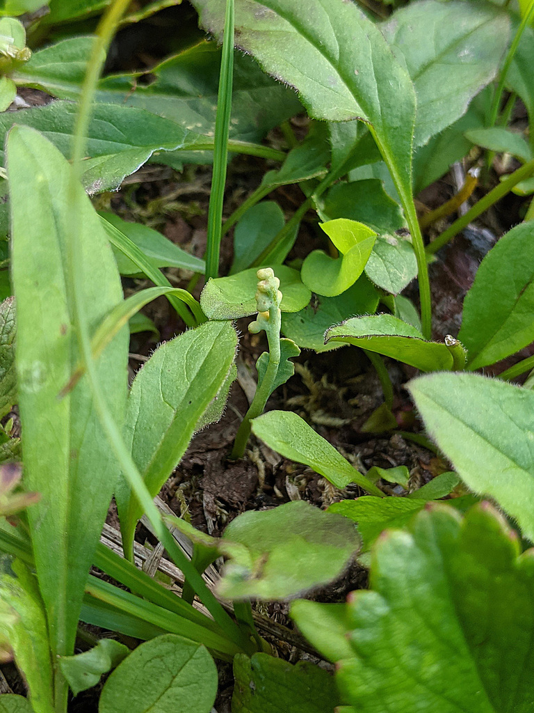 Mountain Moonwort in September 2021 by Timothy McNitt · iNaturalist