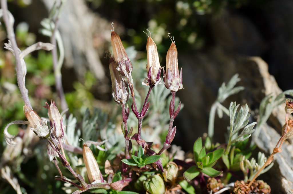 Pink Sandwort from Huesca, España on August 21, 2023 at 08:39 AM by ...