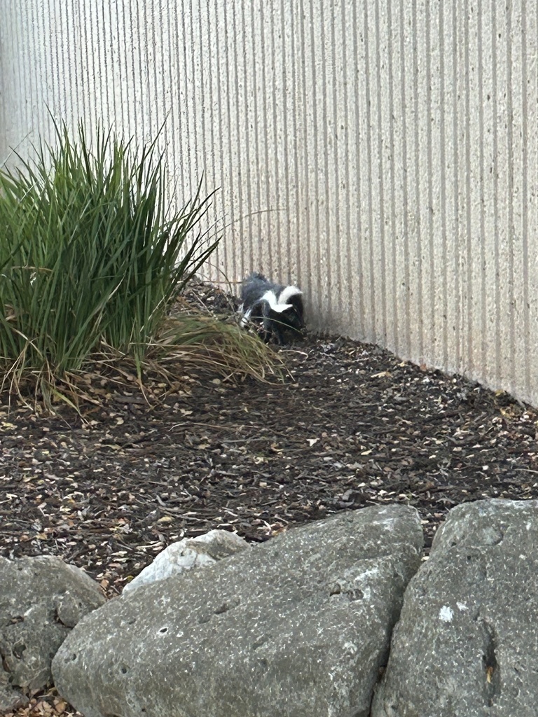 Striped Skunk from The University of Texas at San Antonio, San Antonio ...