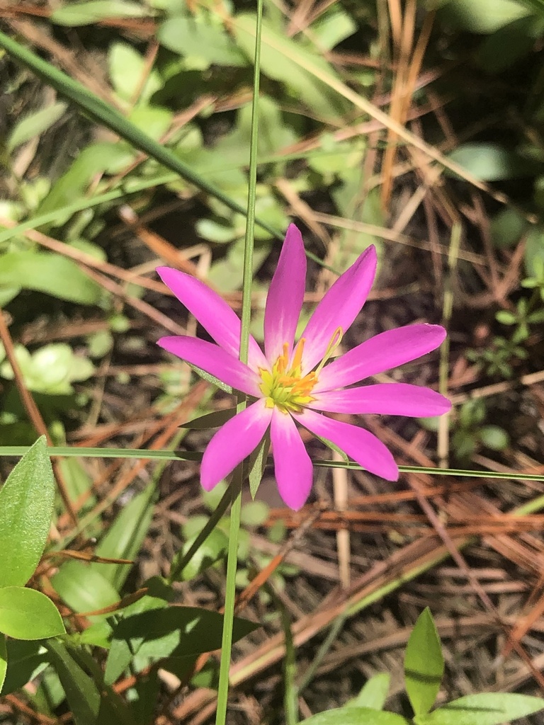 Marsh Rose Gentian from Francis Marion National Forest, Cordesville, SC ...
