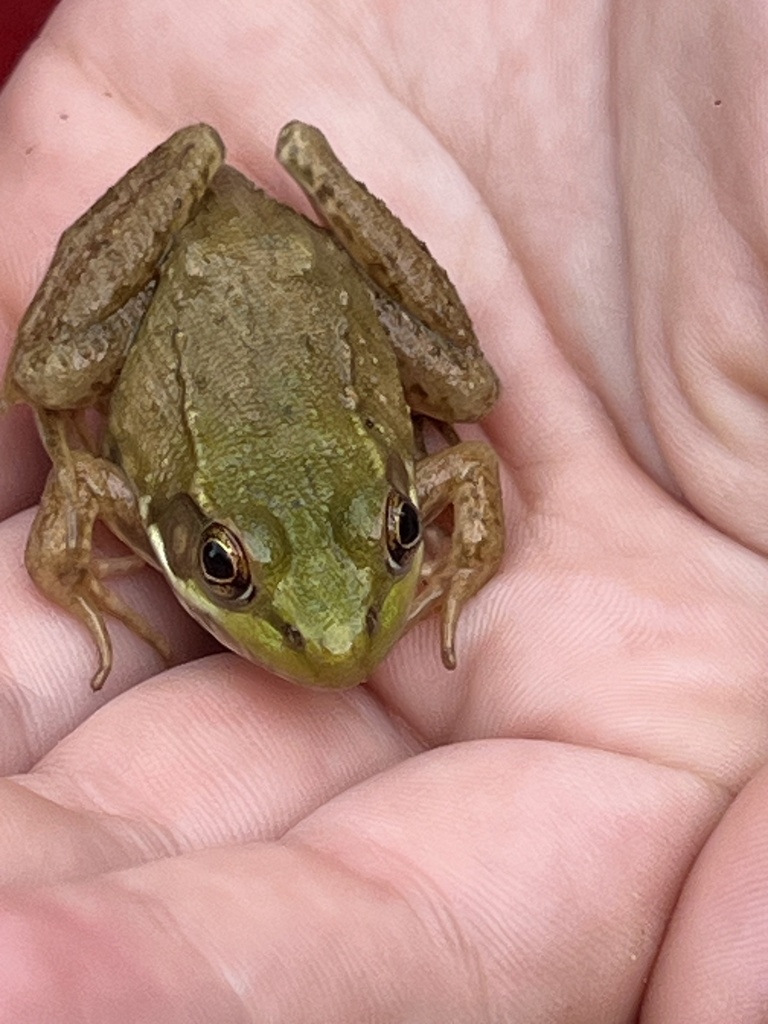 Green Frog from Glen Dr, Sussex, NJ, US on August 28, 2023 at 02:13 PM ...