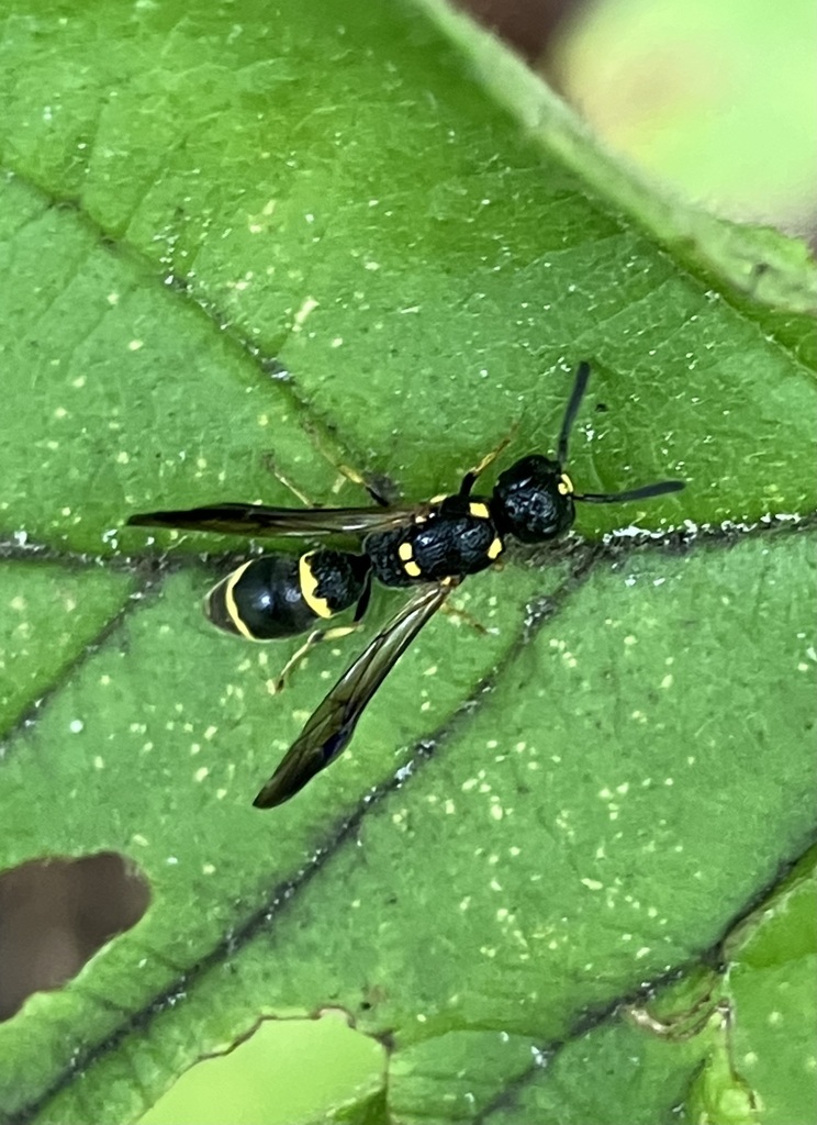 Canadian Potter Wasp from Germantown, MD, USA on August 28, 2023 at 11: ...