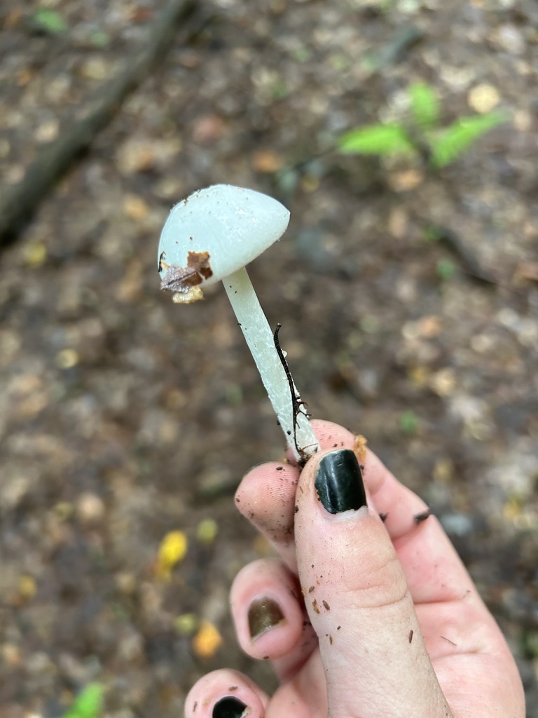 Eastern North American Destroying Angel from Broome County, NY, USA on ...