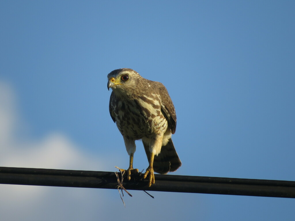 Roadside Hawk from Orange Walk District, Belize on December 8, 2019 at ...