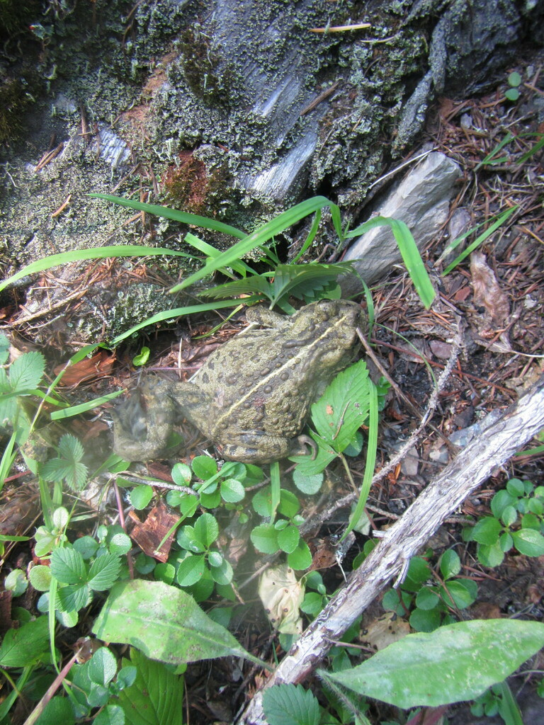 Western Toad from Flathead County, MT, USA on August 26, 2023 at 04:49 ...
