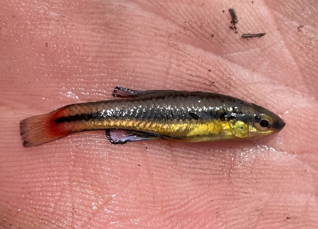 Bluefin Killifish from Okeechobee, FL, US on August 28, 2023 at 02:22 ...