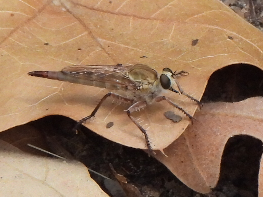 Proctacanthella cacopiloga from West Arlington, Arlington, TX, USA on ...