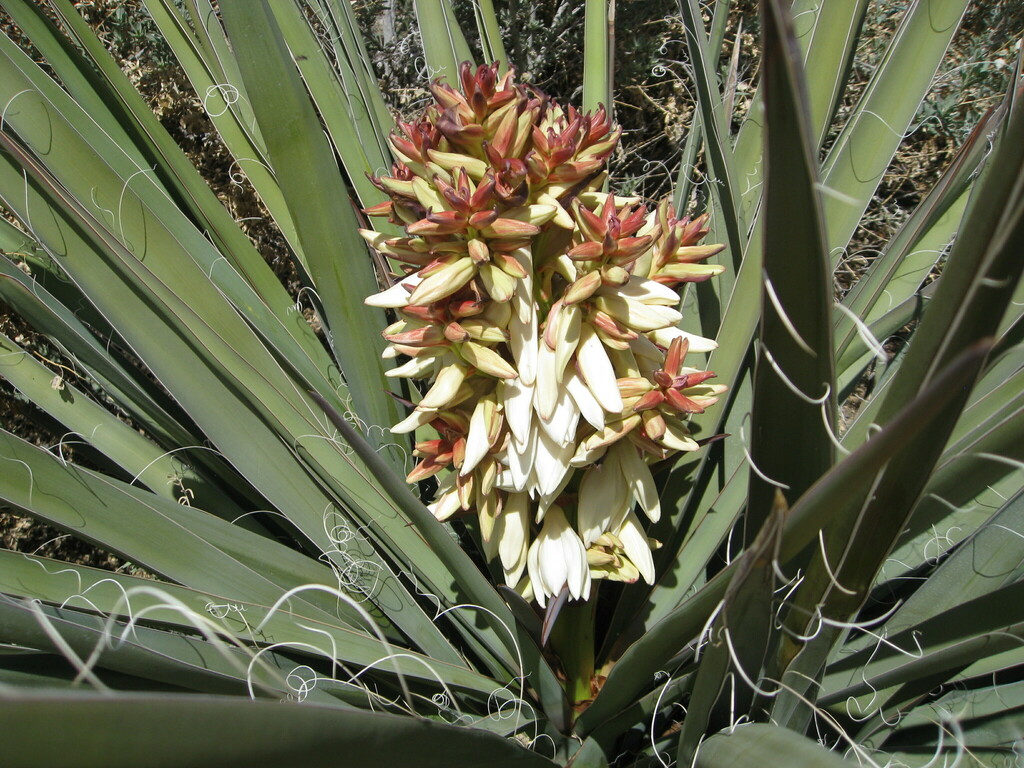 Datil Yucca (Plants of the Clifford Duncan Memorial Ute Learning Garden ...