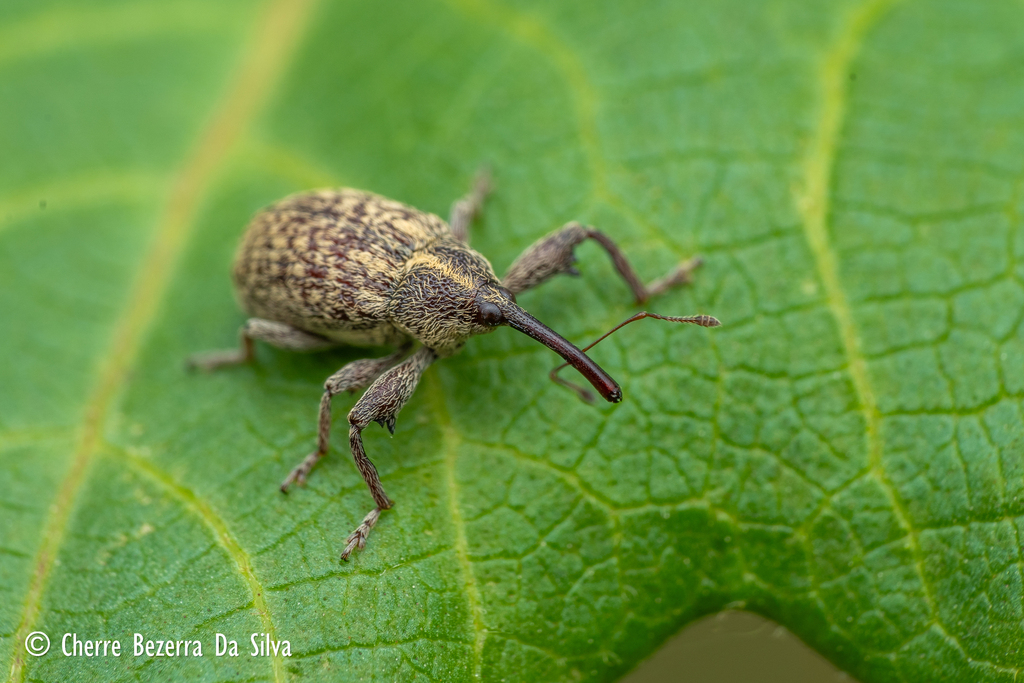 Cotton Boll Weevil from Alagoa Grande, Paraíba, Brazil on August 23 ...