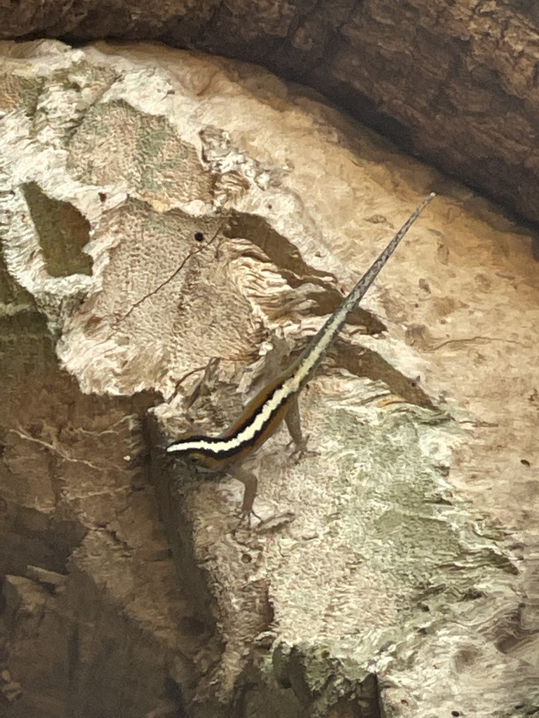Wiegmann's Striped Gecko from Queen's Park Savannah, Port of Spain ...