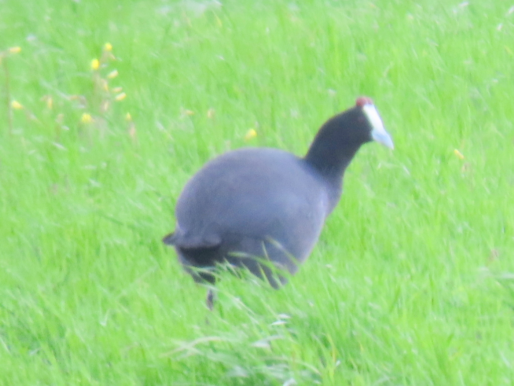 Red-knobbed Coot from Cape Farms, Cape Town, South Africa on June 18 ...