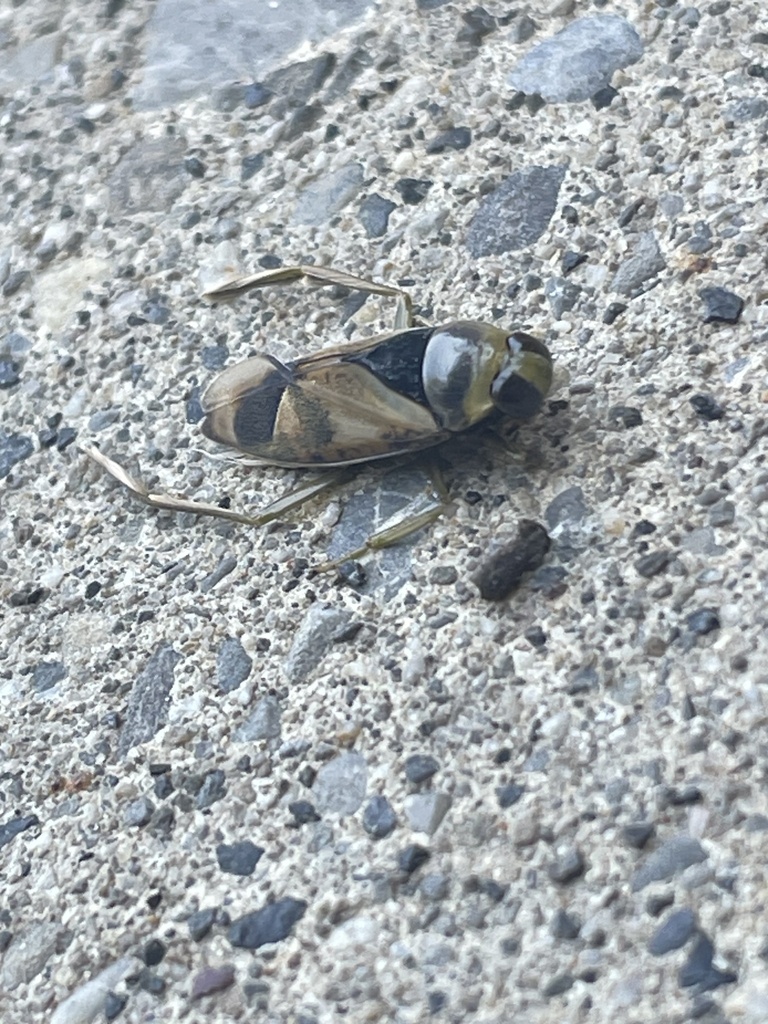 Kirby's Backswimmer from Kananaskis, AB, CA on August 28, 2023 at 01:04 ...