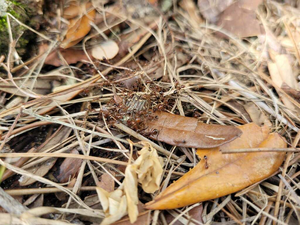 Red Imported Fire Ant from Gainesville, FL, USA on August 28, 2023 at ...