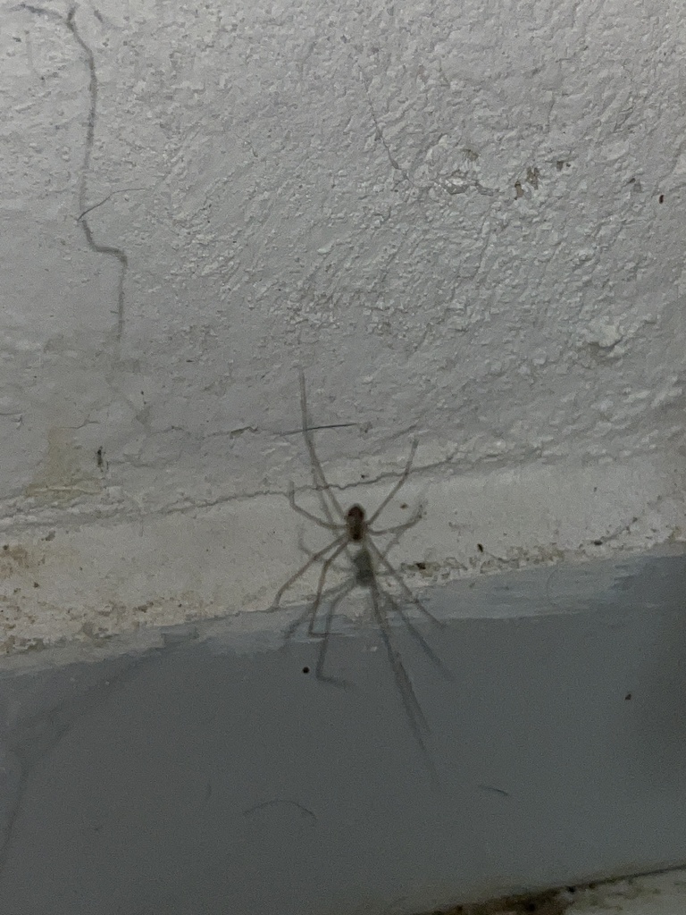 Long-bodied Cellar Spider from Puerto Rico, Cayey, Puerto Rico, US on ...