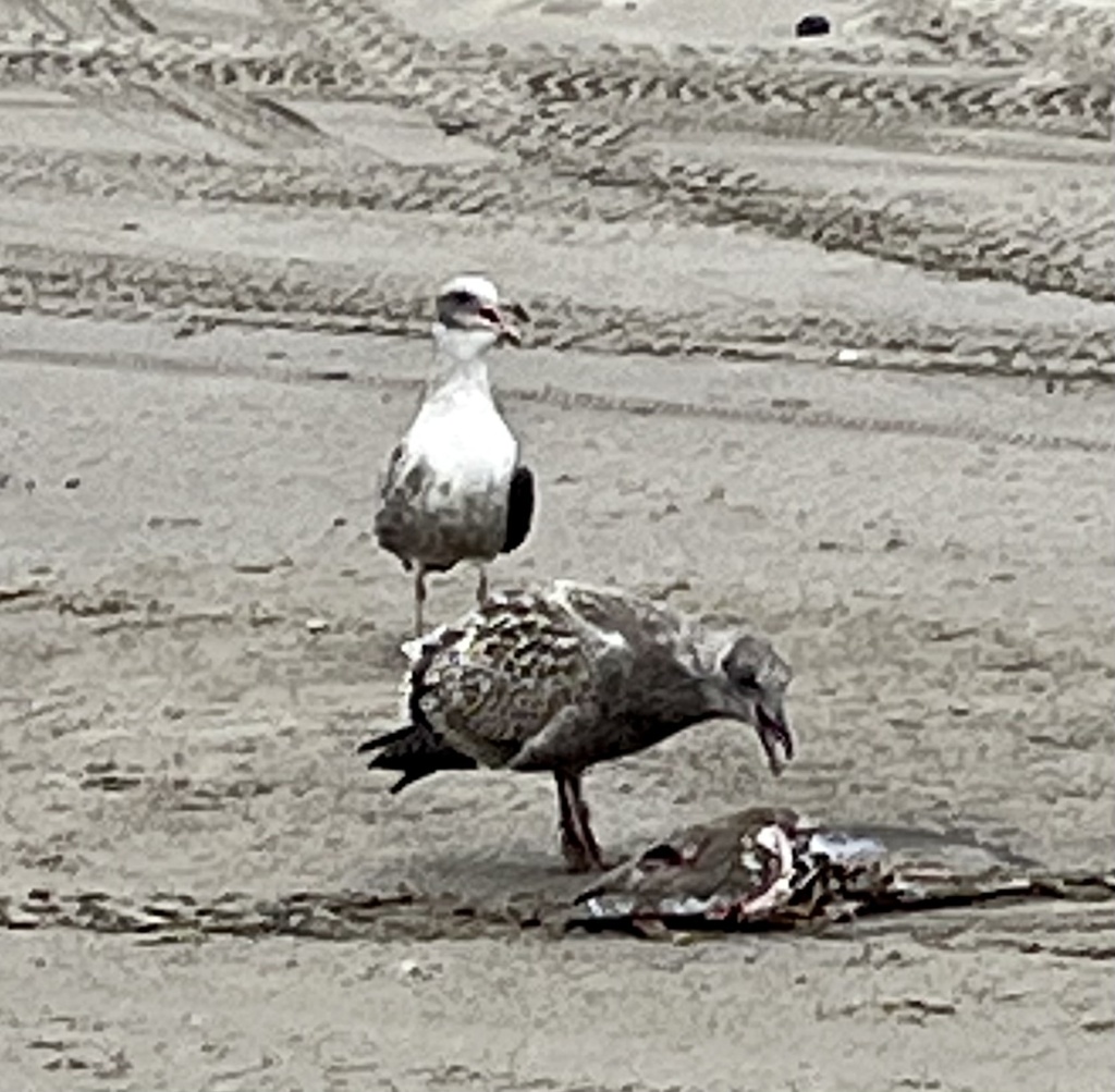 Large White-headed Gulls from North Pacific Ocean, WA, US on August 27 ...