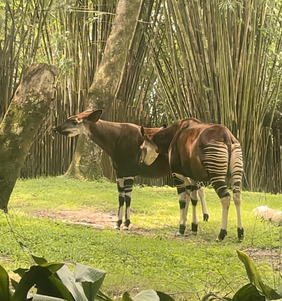 Okapi in August 2023 by nymphallis · iNaturalist